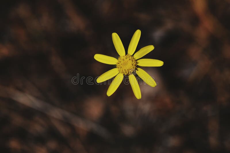 Yellow flower stock image. Image of alone, flower, wildlife - 92283887
