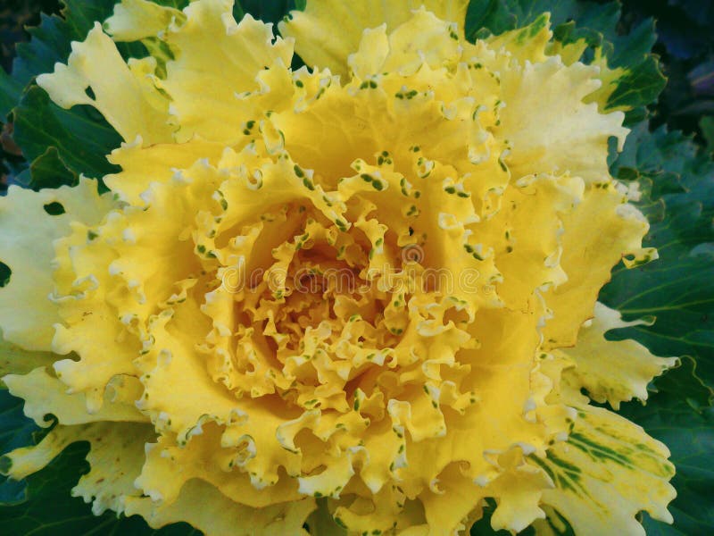 Yellow Flower Ornamental Cabbage Stock Photo - Image of ornamental ...
