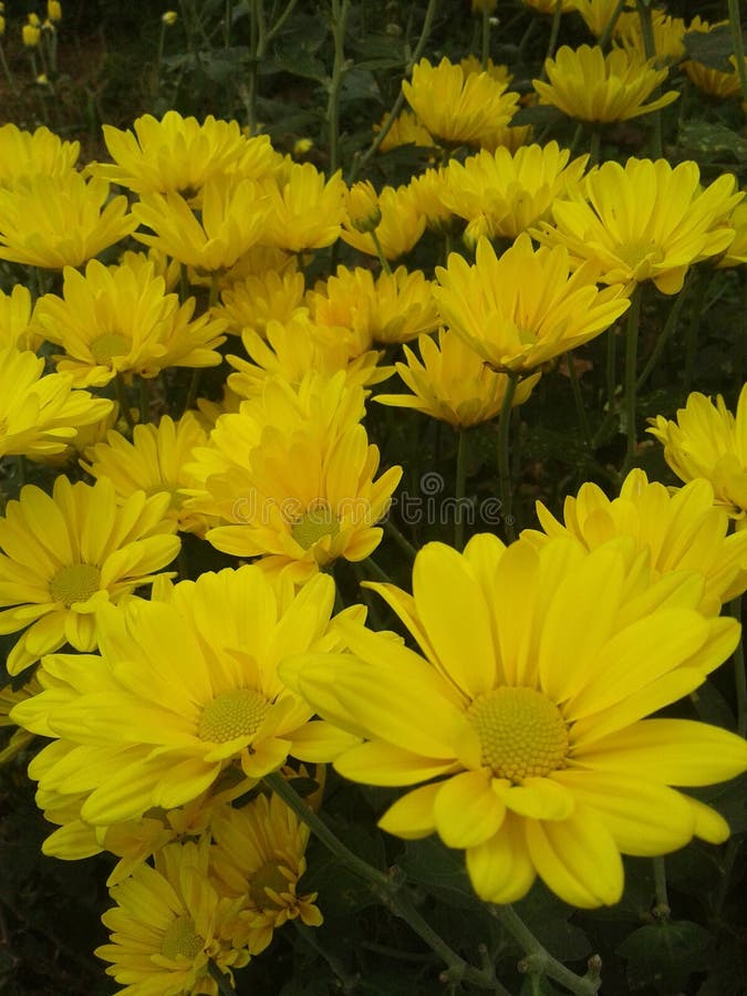 Yellow flower park stock image. Image of forest, park - 97261175