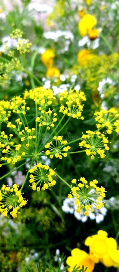 Yellow flower of parsley stock photo. Image of crop - 245358910