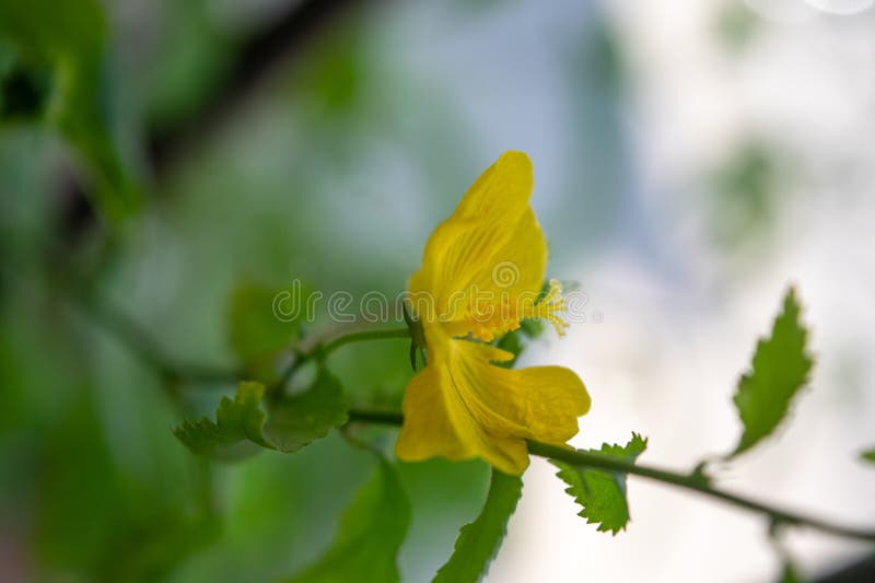 Yellow Flower of a Pavonia Sepium Stock Photo - Image of bloom, field ...