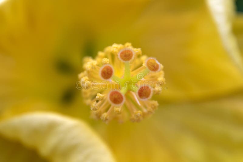Yellow flower pestle stock image. Image of blur, flower - 129768795