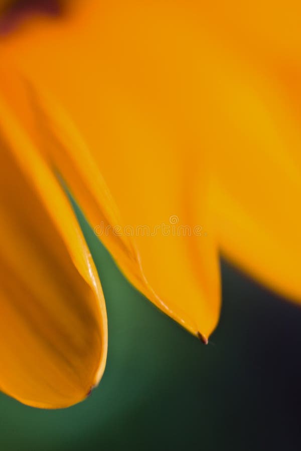 Yellow flower petals stock photo. Image of floral, detailed - 12014298
