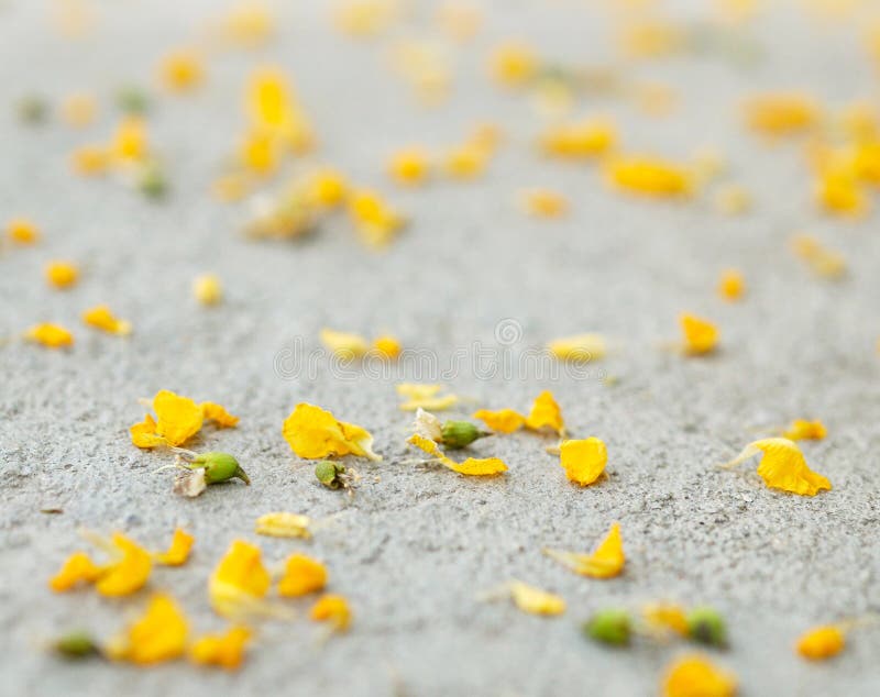 Yellow Flower Petals stock image. Image of flower, falling - 17162449