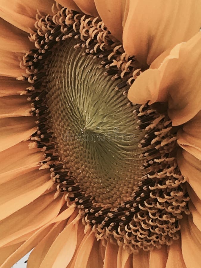 Sunflower side view stock photo. Image of petals, yellow - 135881106