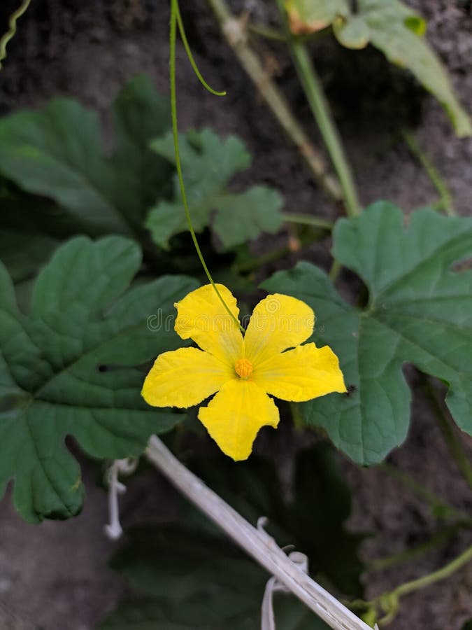 Yellow Flower Photo with a Background Outside the Object Stock Photo ...