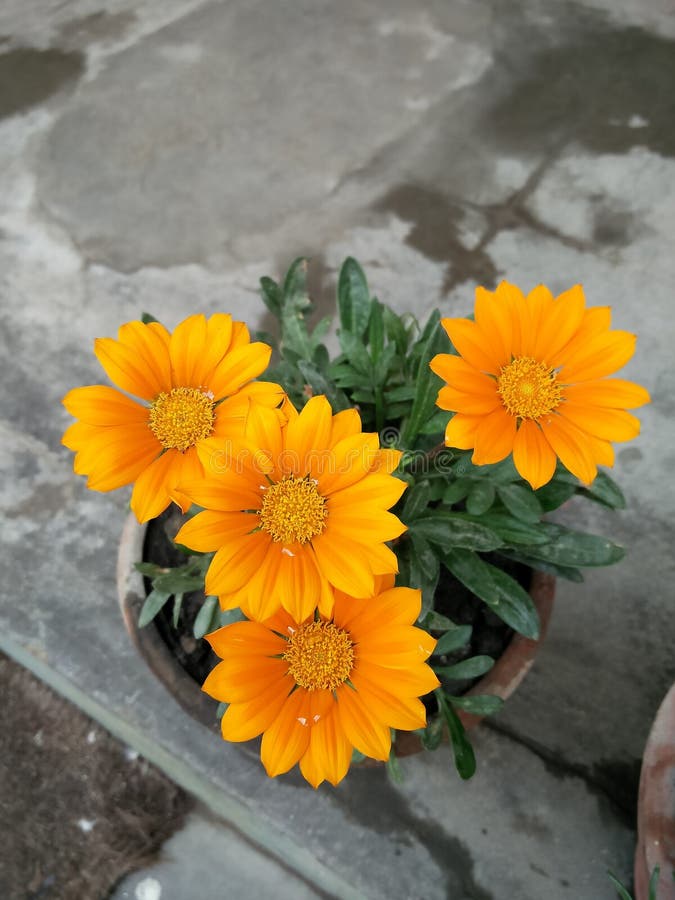 Yellow Flower Picture stock photo. Image of yellow, floral - 72495282