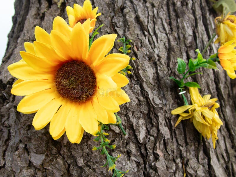 Yellow Flower Pinned To the Bark of a Pine Tree Stock Image - Image of ...