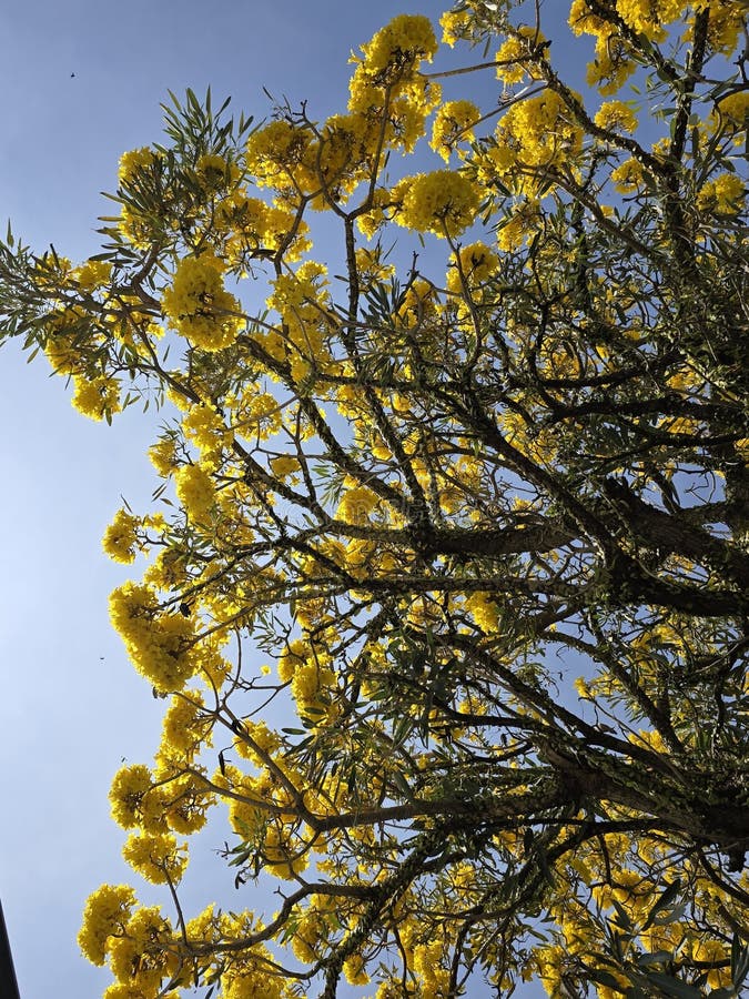 Yellow Flower Plant Sky View Stock Image - Image of yellow, view: 372944603