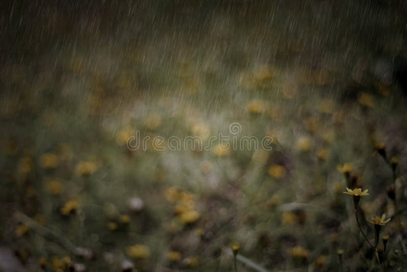 Yellow flower in the rain stock image. Image of rain - 89618873