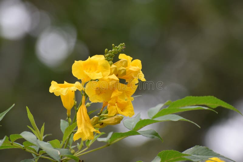Yellow flower rare stock image. Image of flower, rare - 174040953