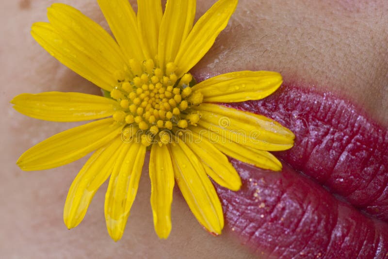 Yellow flower on red lips stock photo. Image of beautiful - 105982838