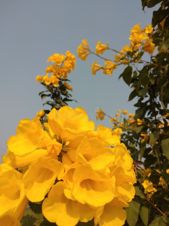 Colourful Flower in the Road Side Tree it is the Best Flower in India ...
