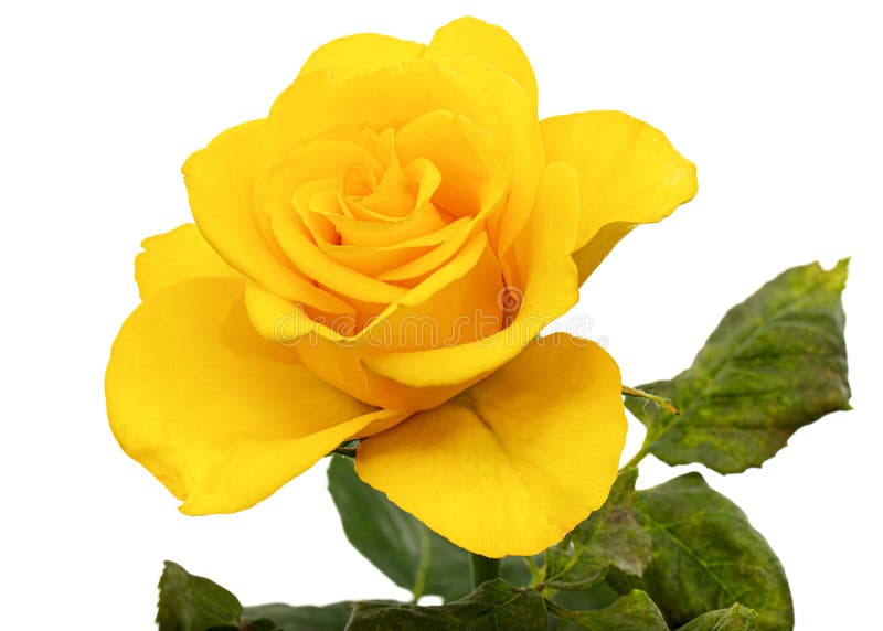 Yellow Flower of Rose, Isolated on White Background Stock Photo - Image ...