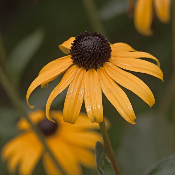 Yellow flower Rudbeckia stock photo. Image of meadow - 28748762