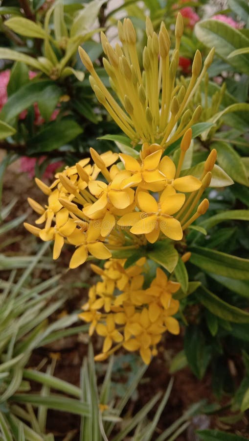 The School Garden is Decorated with Beautiful Trees and Ornamental ...