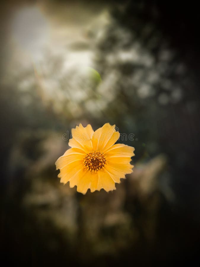 Yellow Flower Shining Sun Lens Distortion Potrait Wallpaper Stock Photo ...