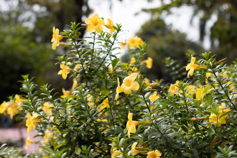 Yellow flower shrub stock photo. Image of shrub, background - 48158234