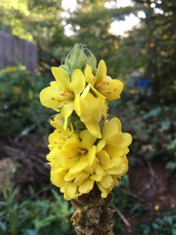 Yellow flower stock image. Image of yellow, garden, flower - 116793399