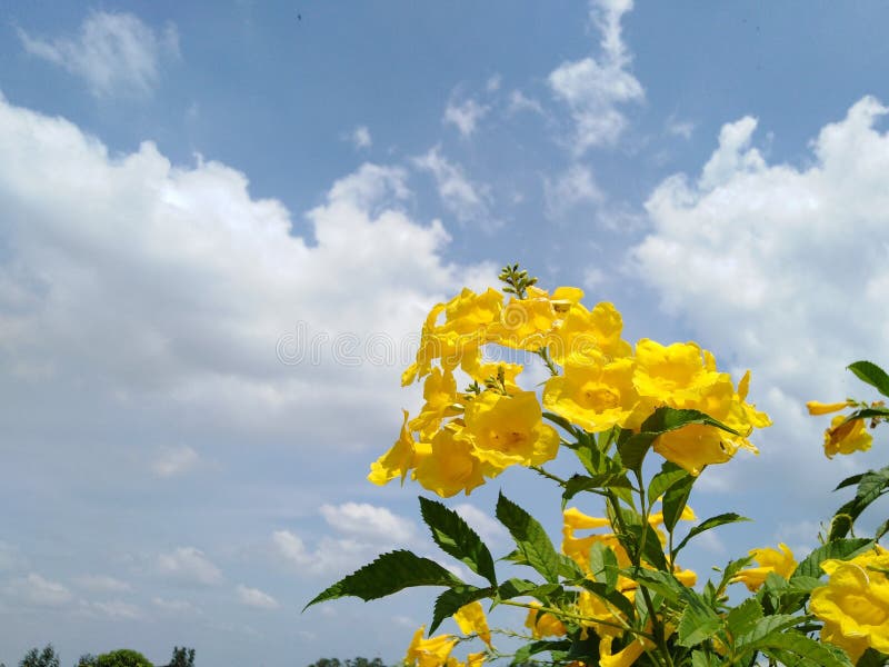 Yellow flower with sky stock photo. Image of wallpaper - 161186234
