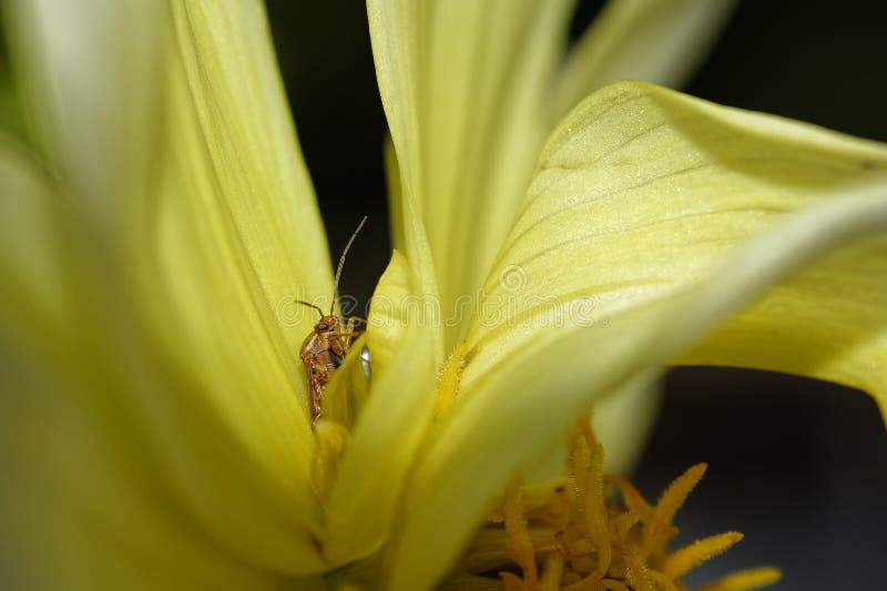 Yellow Flower Small Bug Hidden Inside Stock Photos - Free & Royalty ...