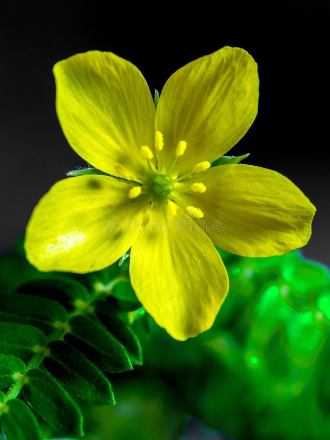 Yellow Flower of Small Caltrops Weed Stock Photo - Image of summer ...