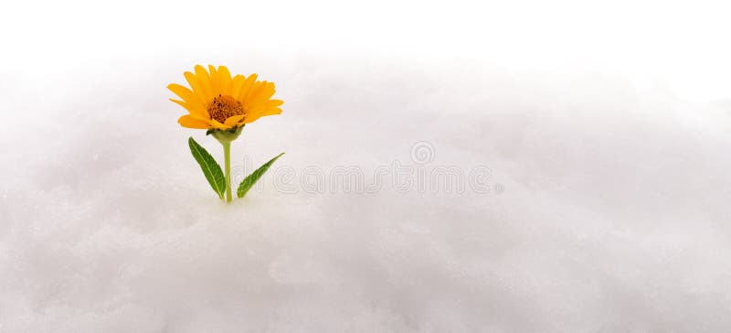 Flower in snow stock photo. Image of blooming, light - 33304640