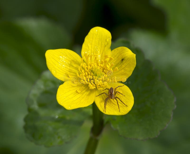 Yellow Flower with a Spider Stock Photo - Image of nature, yellow: 25561696