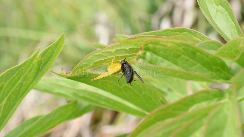 A Yellow Flower Spider Caught a Fly. Stock Video - Video of hunter ...