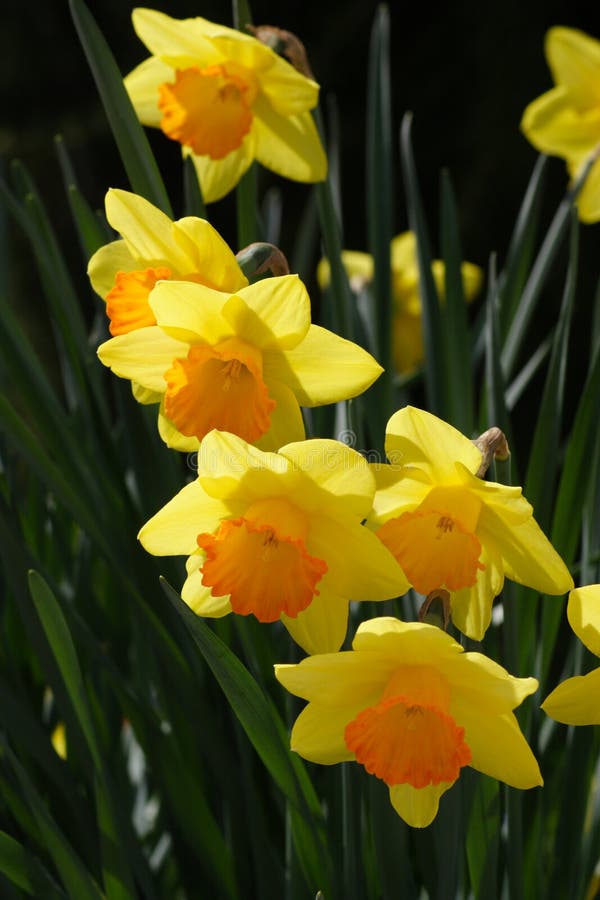 Yellow flower of spring stock photo. Image of petal, spring - 13613088