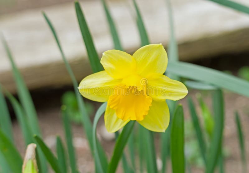 Yellow flower in spring stock image. Image of beauty - 143283977