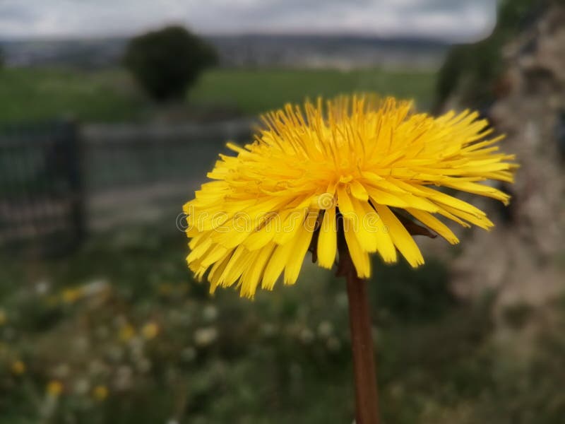Yellow flower spring UK editorial stock image. Image of focus - 148280384