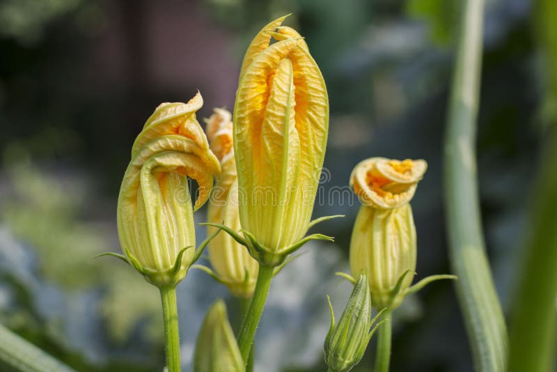 Yellow flower of squash stock photo. Image of health - 76126816