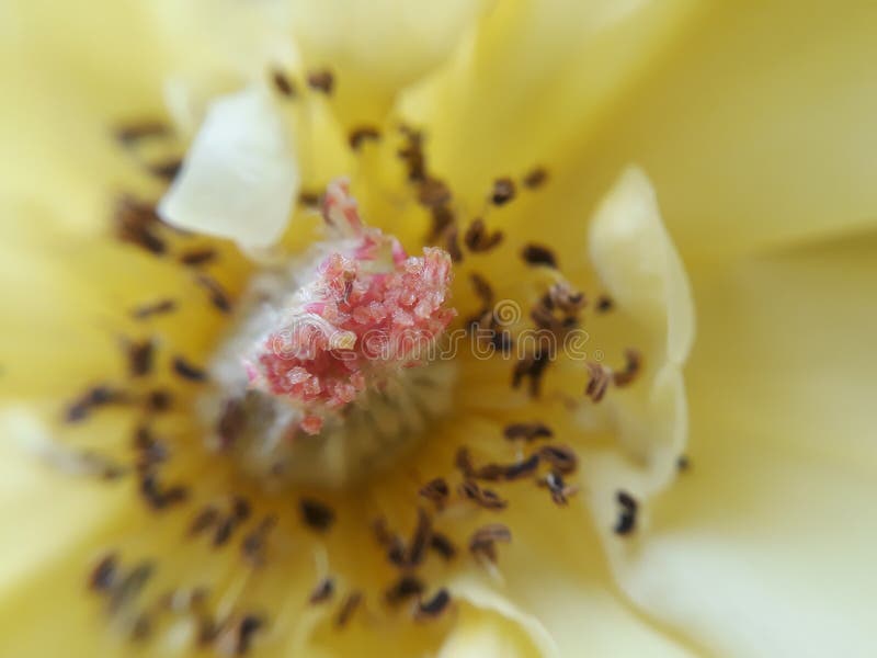 Inside of flower stock image. Image of wallpaper, pollen - 129438633