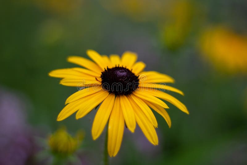 Yellow Flower stock photo. Image of schapara, mchen - 163645642