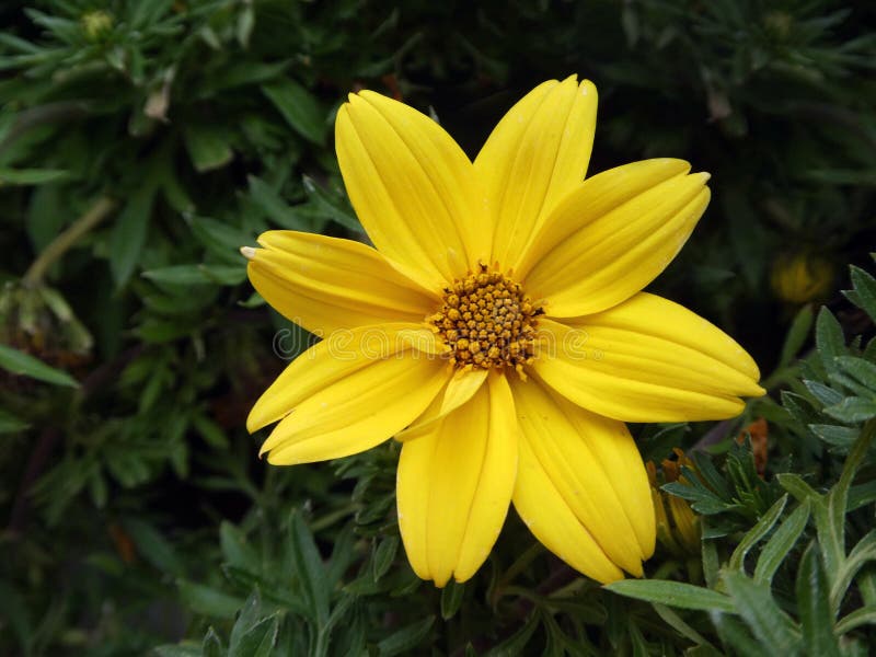 Yellow flower sun shaped stock image. Image of green - 220900389