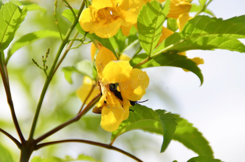 Yellow Flower of Tecoma Stans with a Bombus Terrestris Bee Stock Photo - Image of tree, petal ...