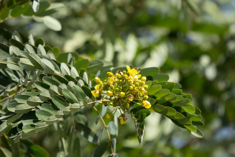 Yellow Flower of Thai Copper Pod or Cassod Tree Stock Image - Image of ...