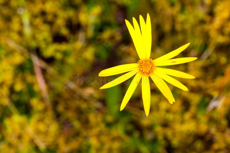 Yellow Flower Theme stock image. Image of blooming, nature - 61381087