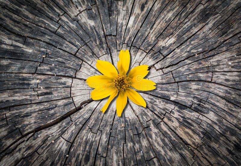 Yellow Flower on the Timber Stock Photo - Image of cross, natural: 44395582