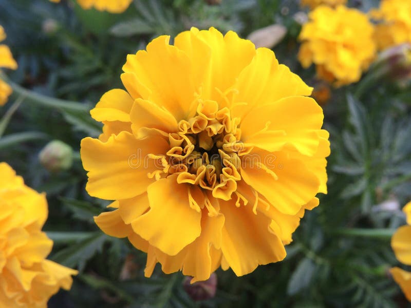 Yellow Flower, Top View from Above. Marigold. Close-up Stock Photo ...