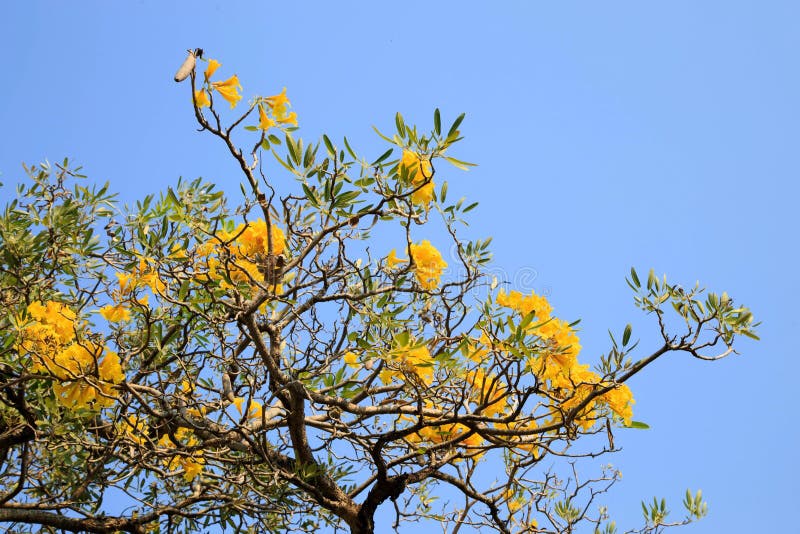 Yellow flower tree bloom stock photo. Image of color - 69009392