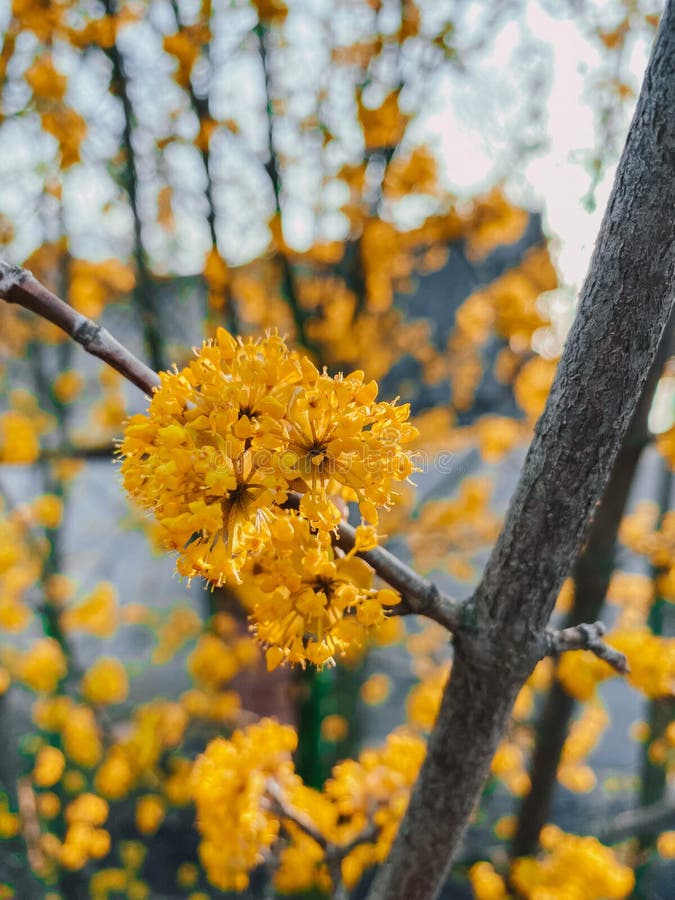 A Yellow Flower on a Tree Branch Stock Image - Image of yellow, botany ...