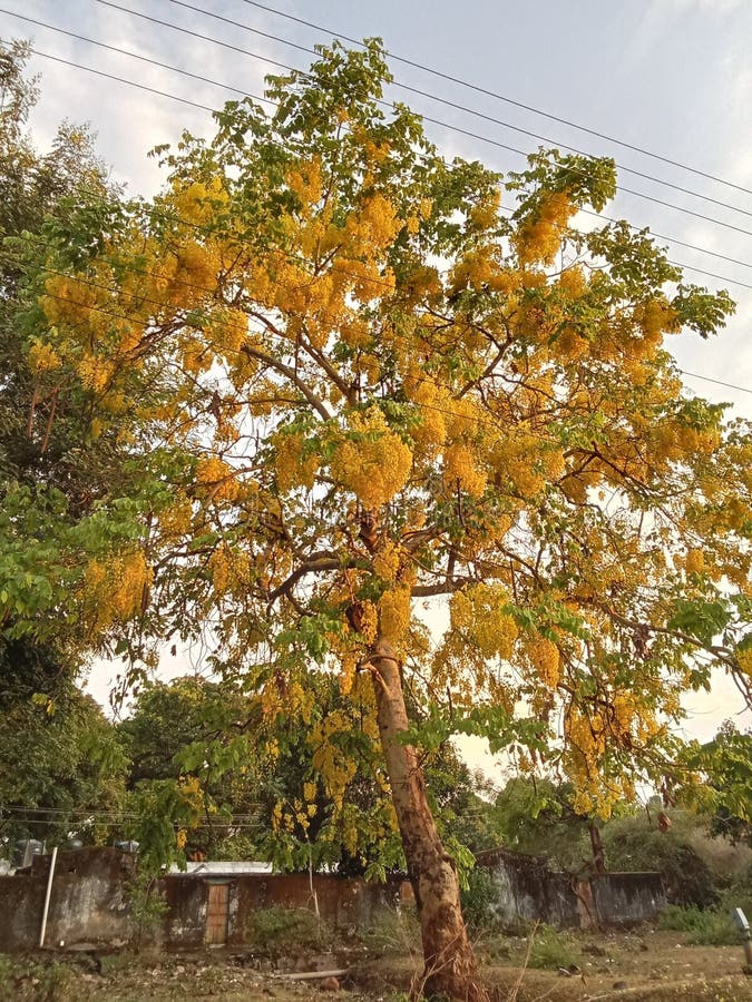 Yellow Flower Tree in the Forest Looks Stock Image - Image of tree ...
