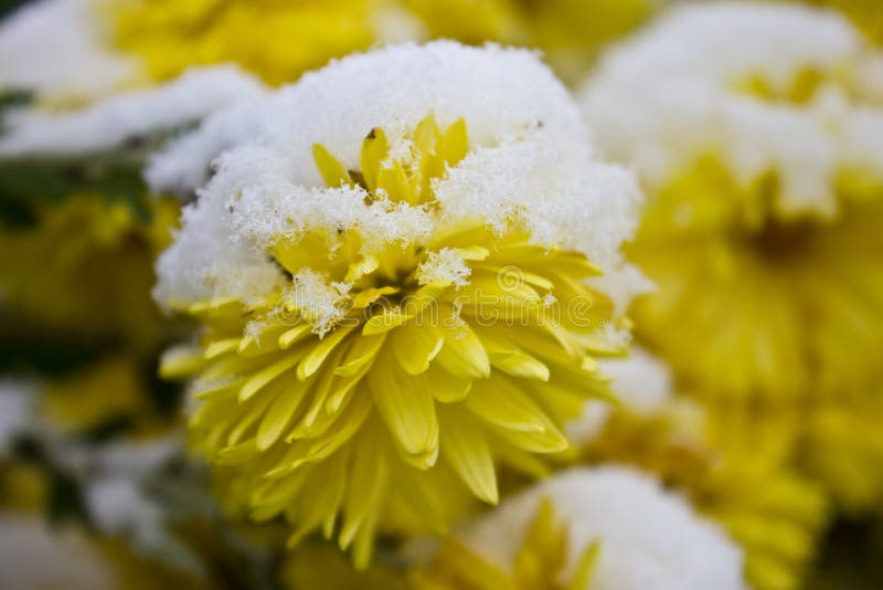 Yellow Flower Under the Snow Stock Image - Image of color, nature: 47388341