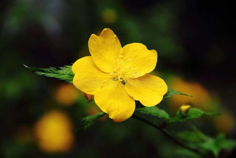 Yellow flower stock photo. Image of nature, single, stamen - 98294248