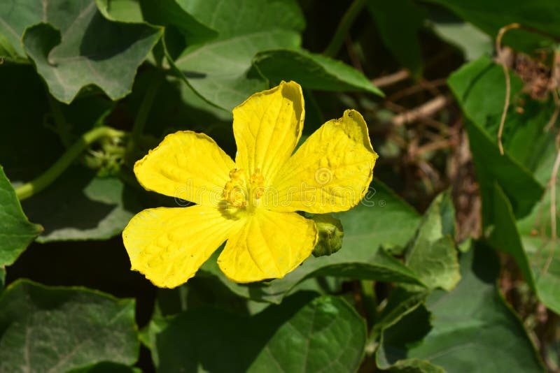 Yellow Flower of Vegetable Plants Floral Flowers Garden Stock Image ...