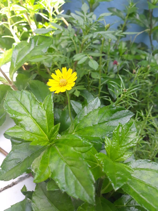 Floweritvs Stock Photos - Free & Royalty-Free Stock Photos from Dreamstime