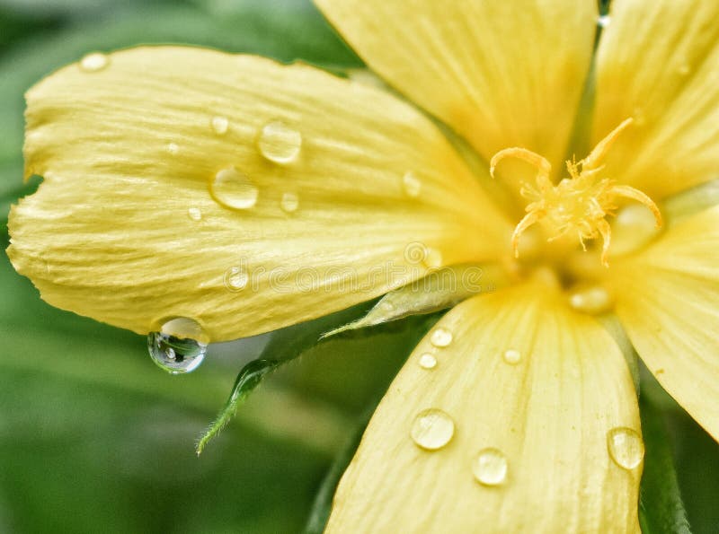 Yellow Flower Water Droplets Stock Photo - Image of droplets ...