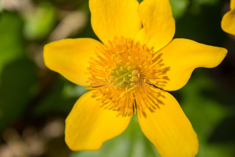 Yellow flower puddle stock image. Image of mirror, blossom - 109753535